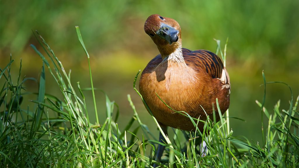 Modern technology allows Peg to waddle again | Treasury Today