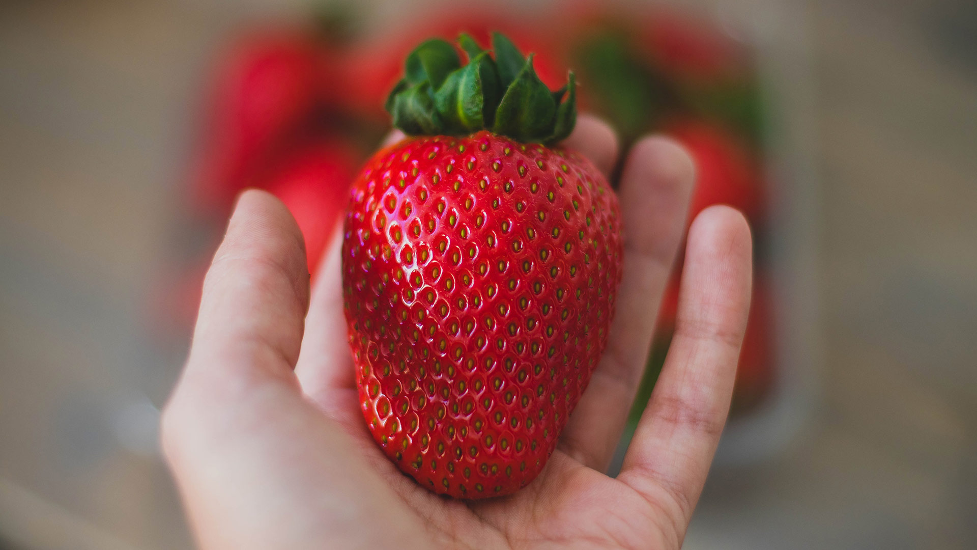 Huge strawberry declared largest on record after a year on ice ...