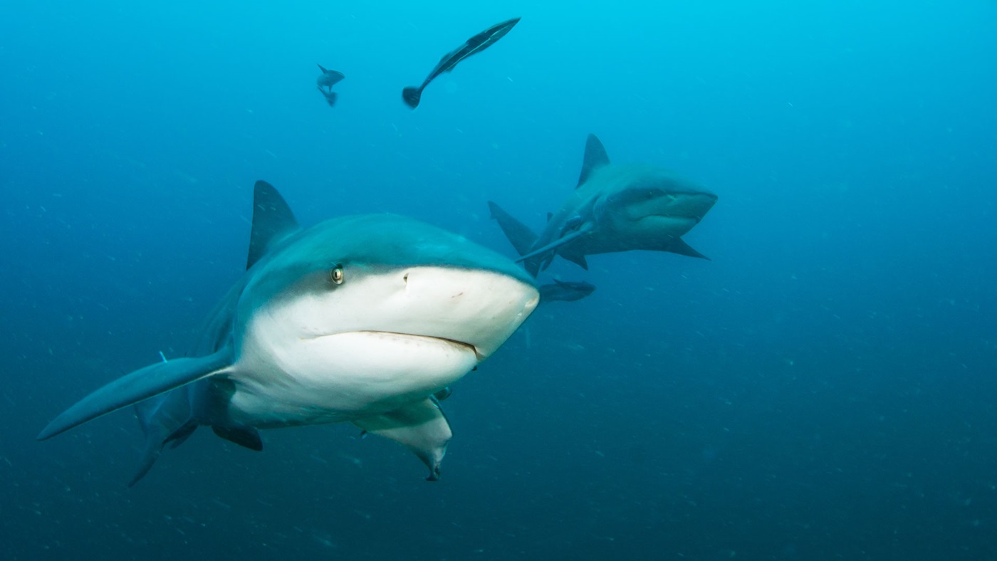 Some-fin to set your teeth on edge | Treasury Today