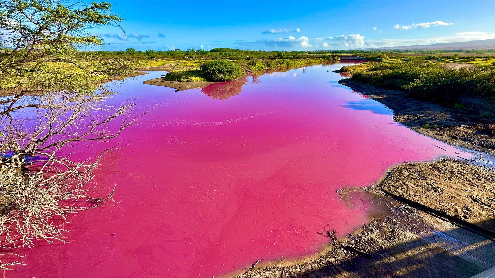 Mystery of bright pink pond in Hawaii | Treasury Today