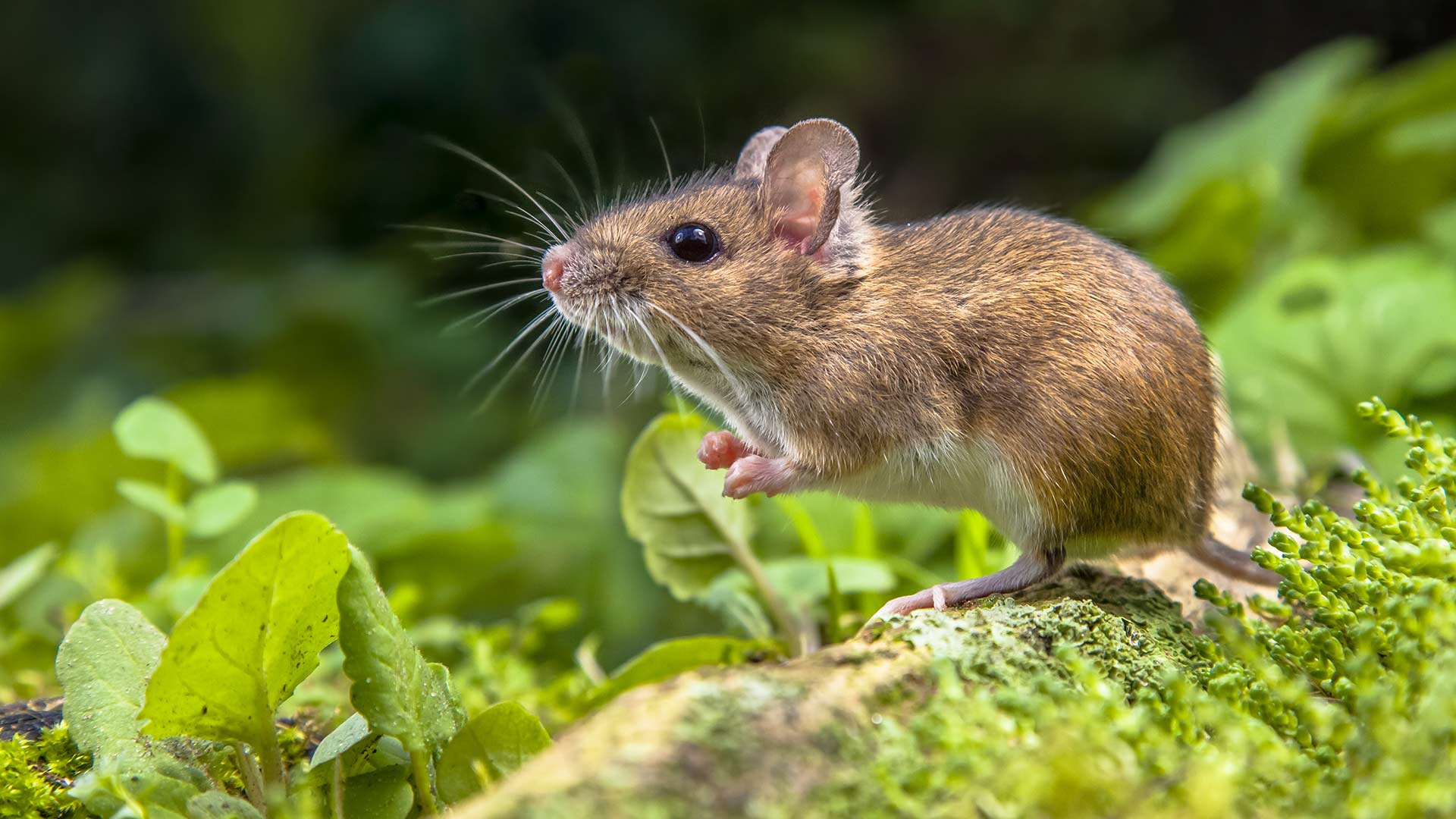 Mouse caught in the act of tidying | Treasury Today
