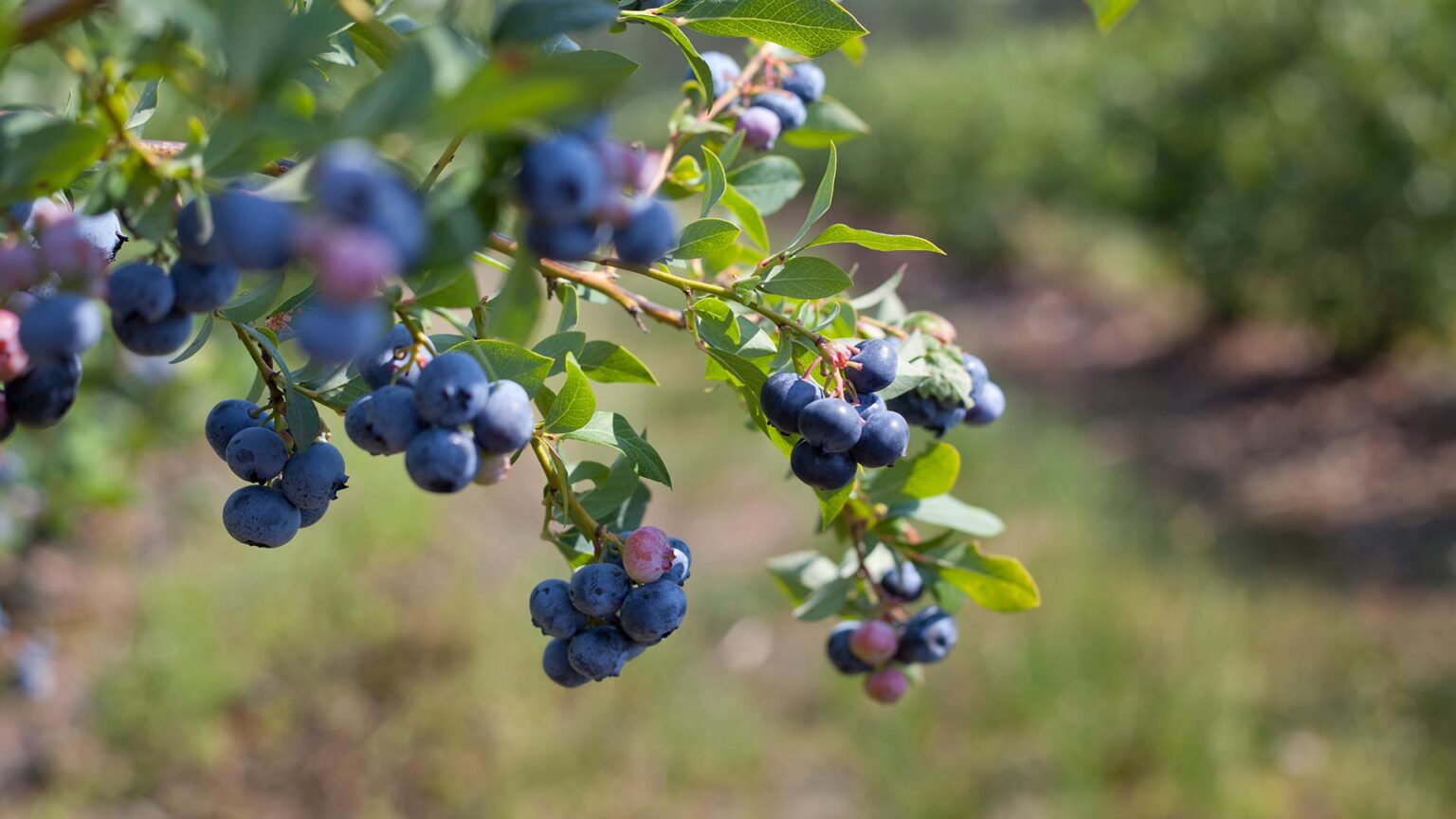 Giant blueberry smashes Guinness World Record! | Treasury Today